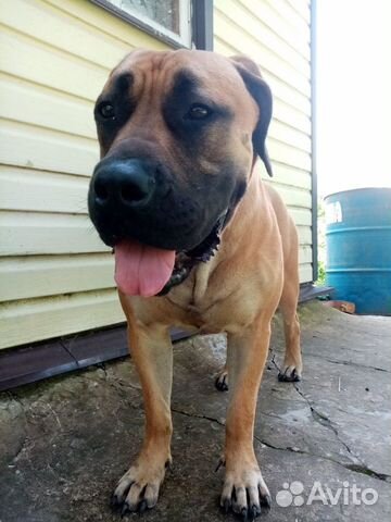 Продаётся Бурбуль