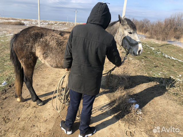 Продам Лошадей, Лошадь, Кони