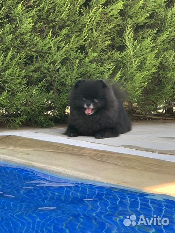 Случка, вязка, шпиц-мальчик, бесплатно