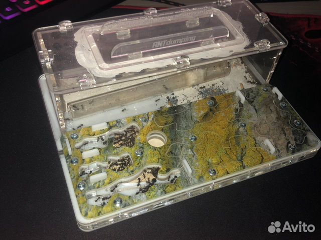 Муравьи messor + формикарий