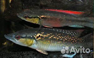 Crenicichla saxatilis (Креницихла саксатилис)