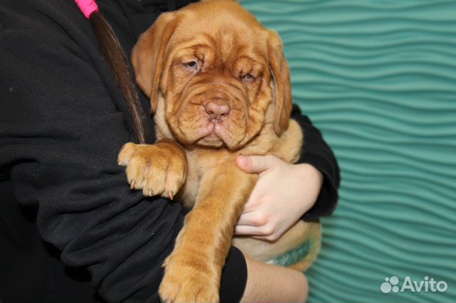 Щенки бордоского дога