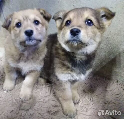 Собака