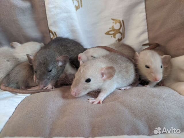 Крысята дамбо сиамские и агути
