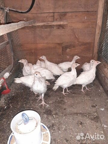 Продажа с/х животных