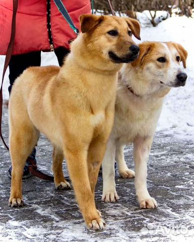 Щенок собака