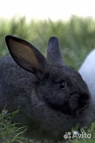 Кролл молодой