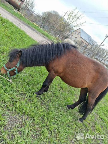 Пони Аполуза