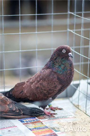 Продаются голуби Кировоградские и бойные