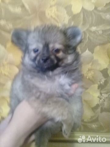 Собака маленькая порода