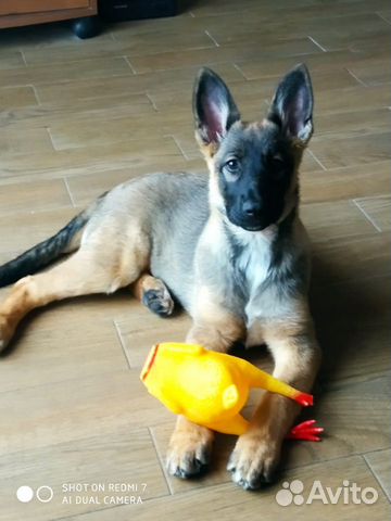 Собака в добрые руки овчарка