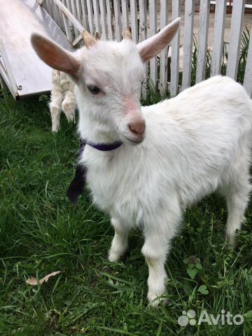 Козлята