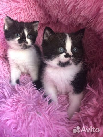 Котята из питомника