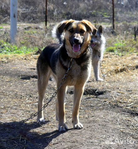 Собака возраст 9 месяцев на охрану
