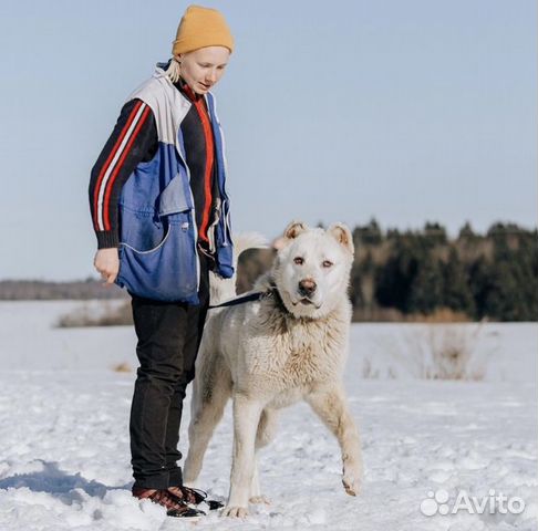 Белый алабай Барни в дар
