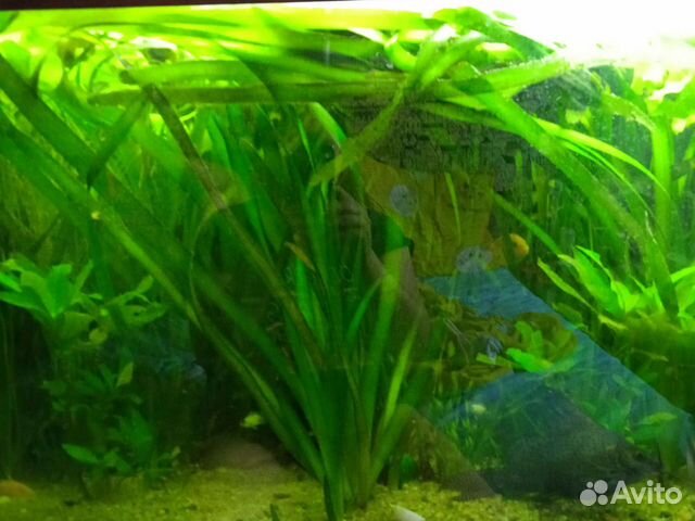 Аквариумное растение за шоколадку