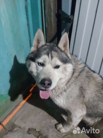 Найден молодой Сибирский хаски