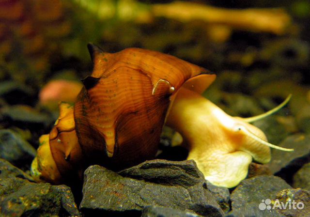 Улитка Пагода,ампулярия,хелена,спикси,каска