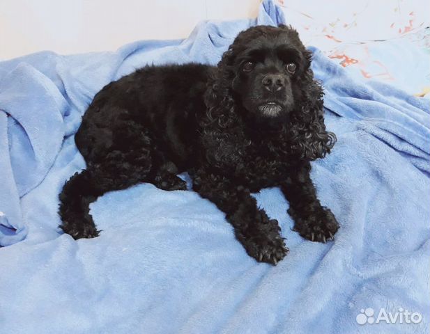 Отдам американского кокер-спаниеля (девочку)