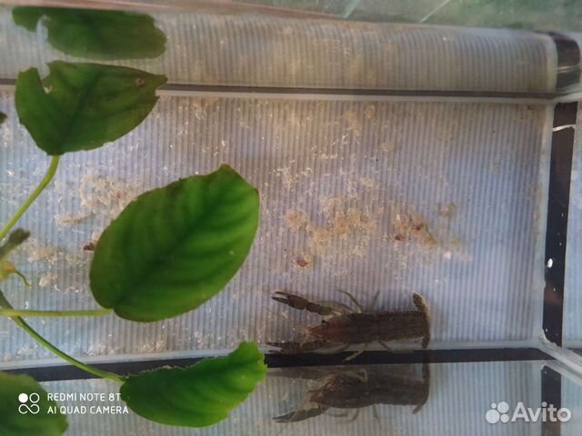 Мраморные раки