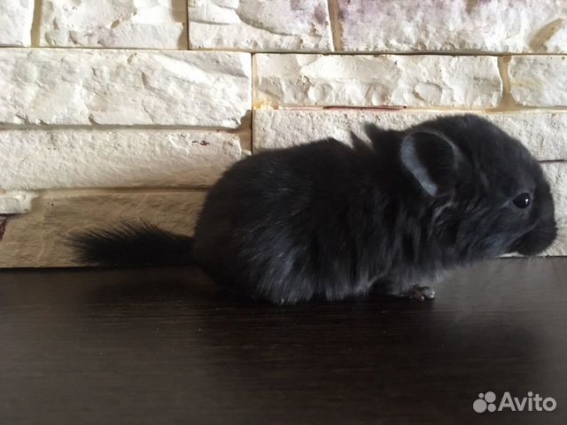 Шиншиллы малыши. Питомник