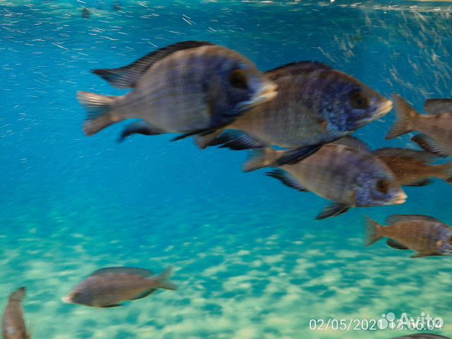 Фенохилус мадока белогубый