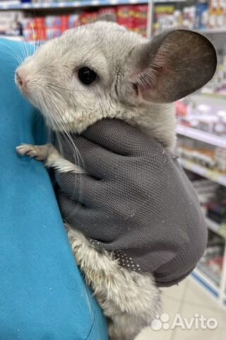 Шиншилла мальчик и девочка Бесплатно