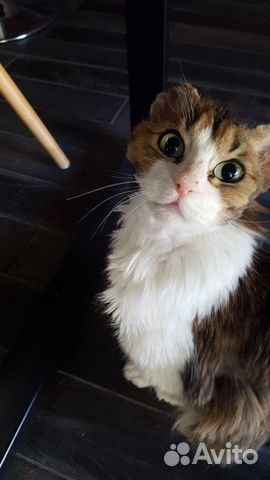 Кошка в добрые руки 8 месяцев