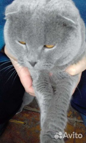 Шотландский голубой кот вязка