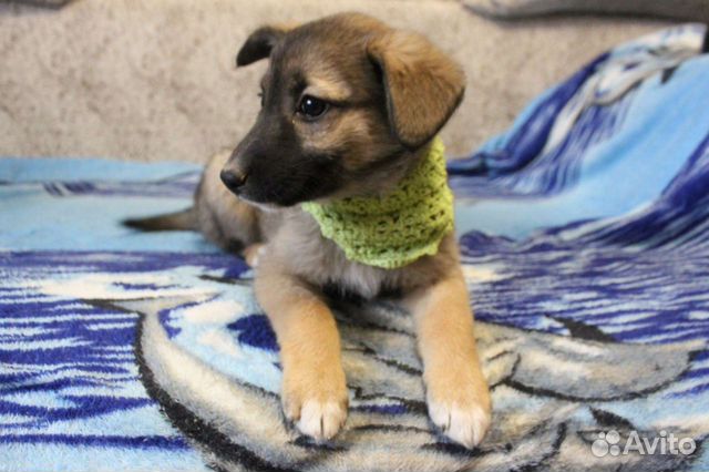 Щенок в добрые руки 2 месячный