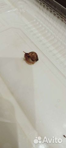 Улитки ахитины