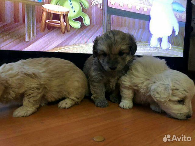 Собаки щенки балонки