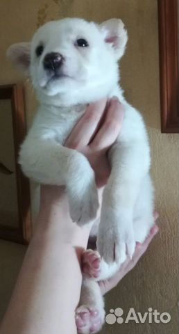 Щенок блондинка