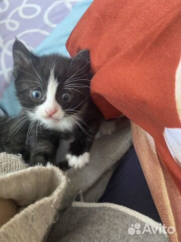 Супер милые котята