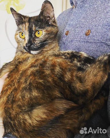 Кошка, 11 мес