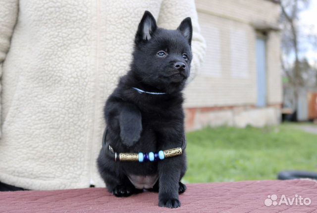 Щенки Шипперке