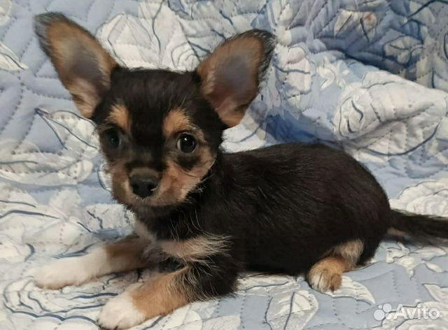 Йоркширский терьер