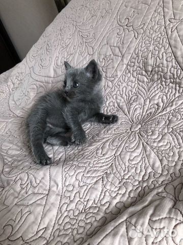 Кошечка