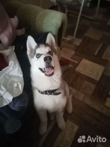 Сибирский хаски
