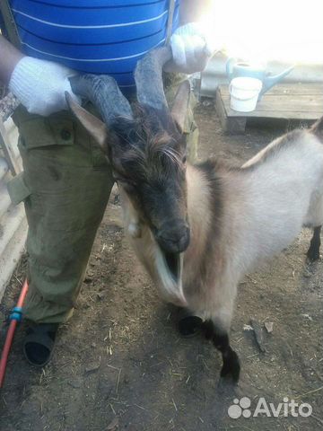 Козел на вязку