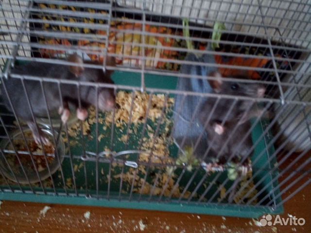 Крысы с клеткой