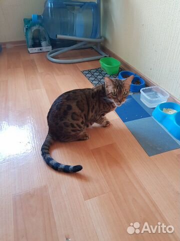 Бенгальские котята продажа