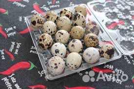 Продам инкубационное яйцо перепела 15р