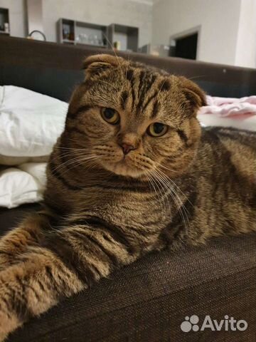 Котята скоттиш