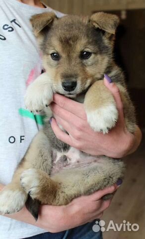 Щенок метис в дар