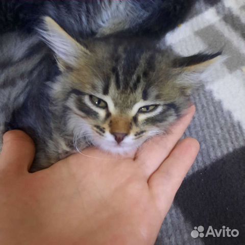 Котята