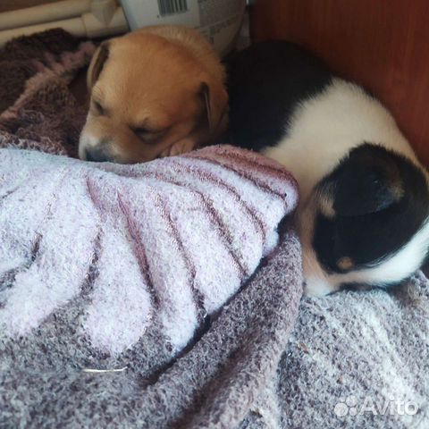 Щенки ищут дом