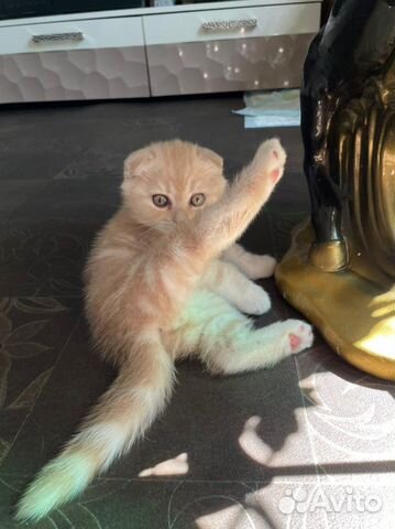 Шотландские вислоухие котята