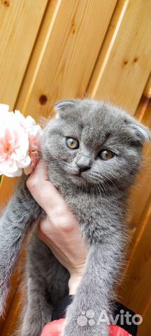 Шотландская