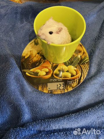 Монгольская песчанка в хорошие руки